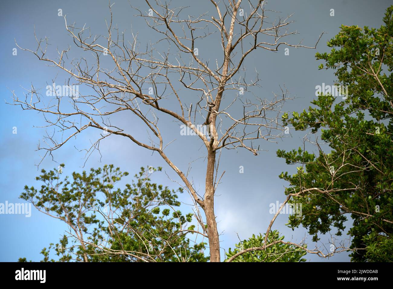 A leafless tree near trees with leaves Stock Photo - Alamy