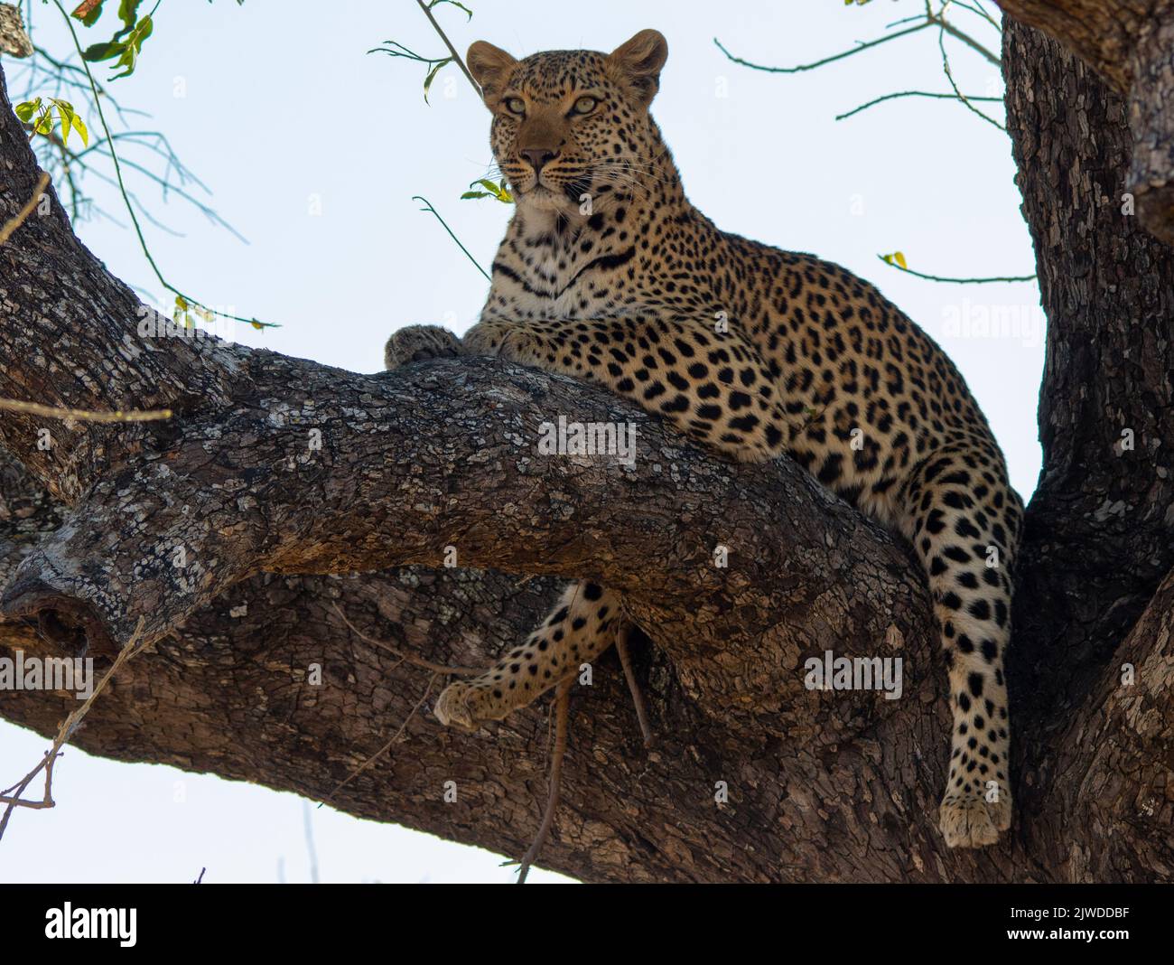 Young female leopard isolated in a tree in the African wilderness Stock ...