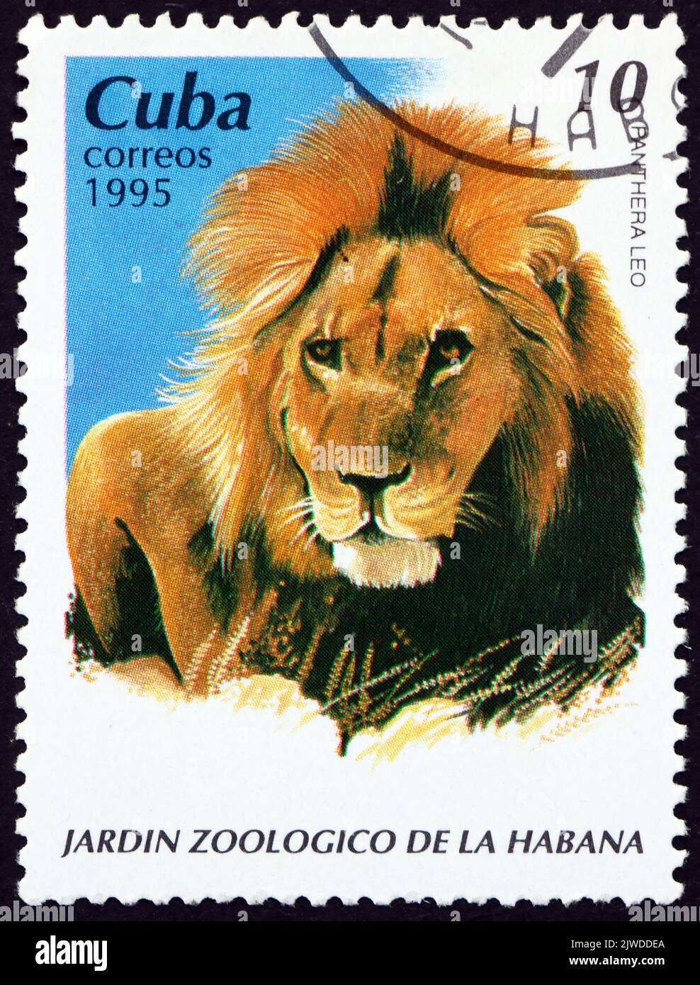 CUBA - CIRCA 1995: a stamp printed in Cuba shows lion, panthera leo ...