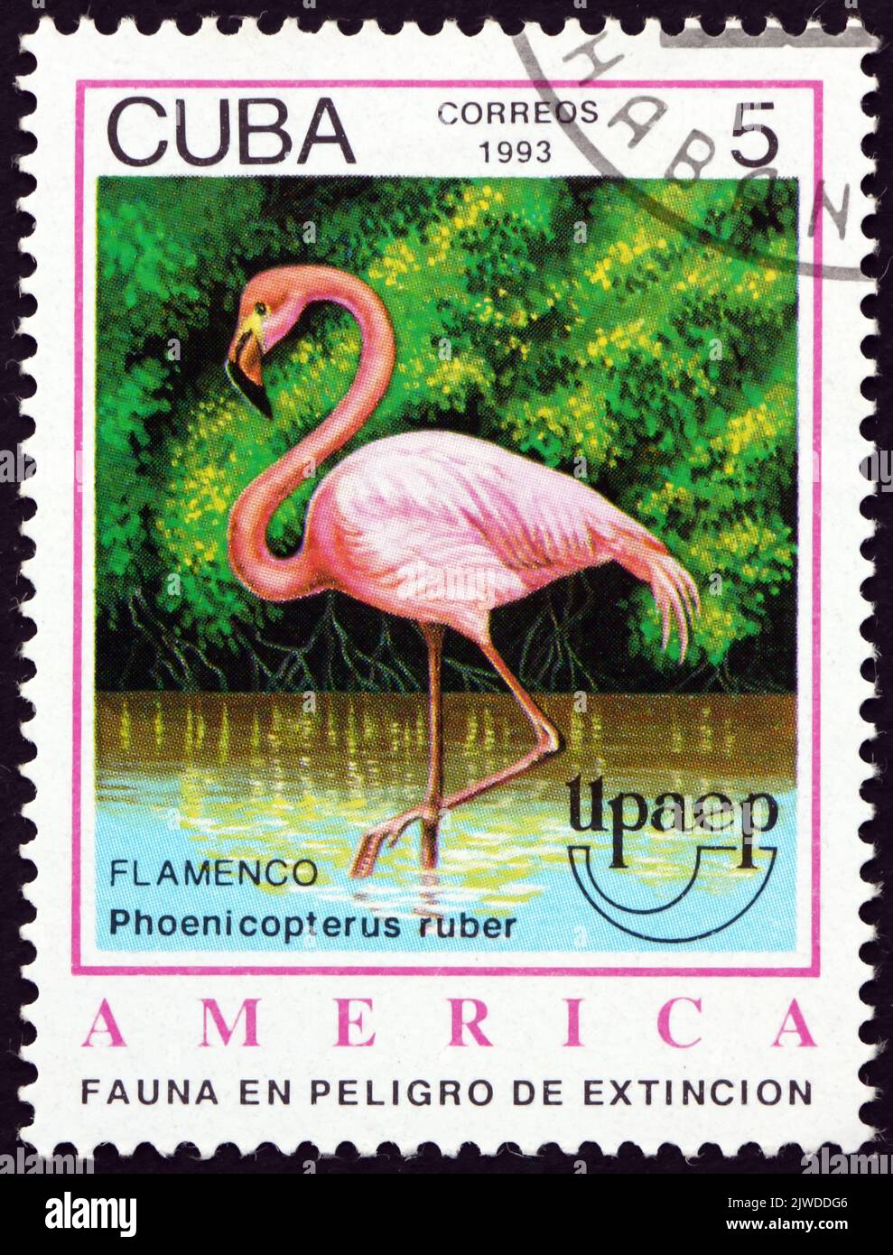 CUBA - CIRCA 1993: a stamp printed in Cuba shows American flamingo ...