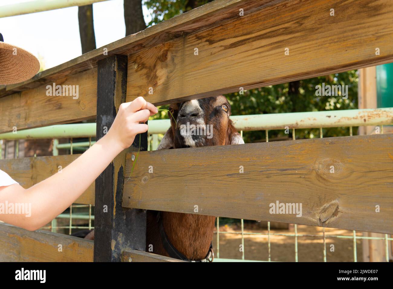 Animal feeding farm domestic goat nature outdoors livestock young, for ...