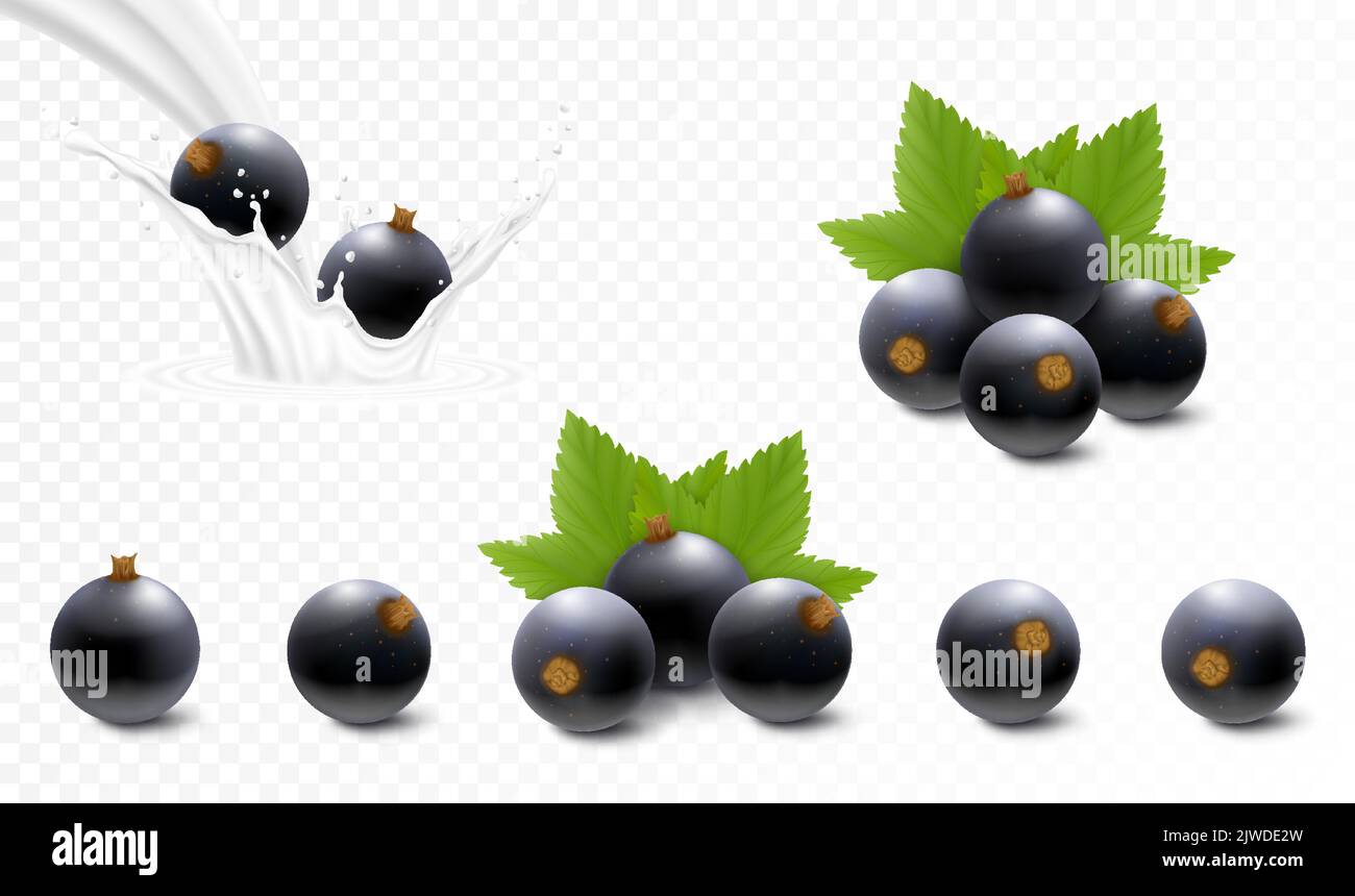 Black currant falling into milk or yogurt splash, fresh berries with ... Black currant falling into milk or yogurt splash, fresh berries with ...