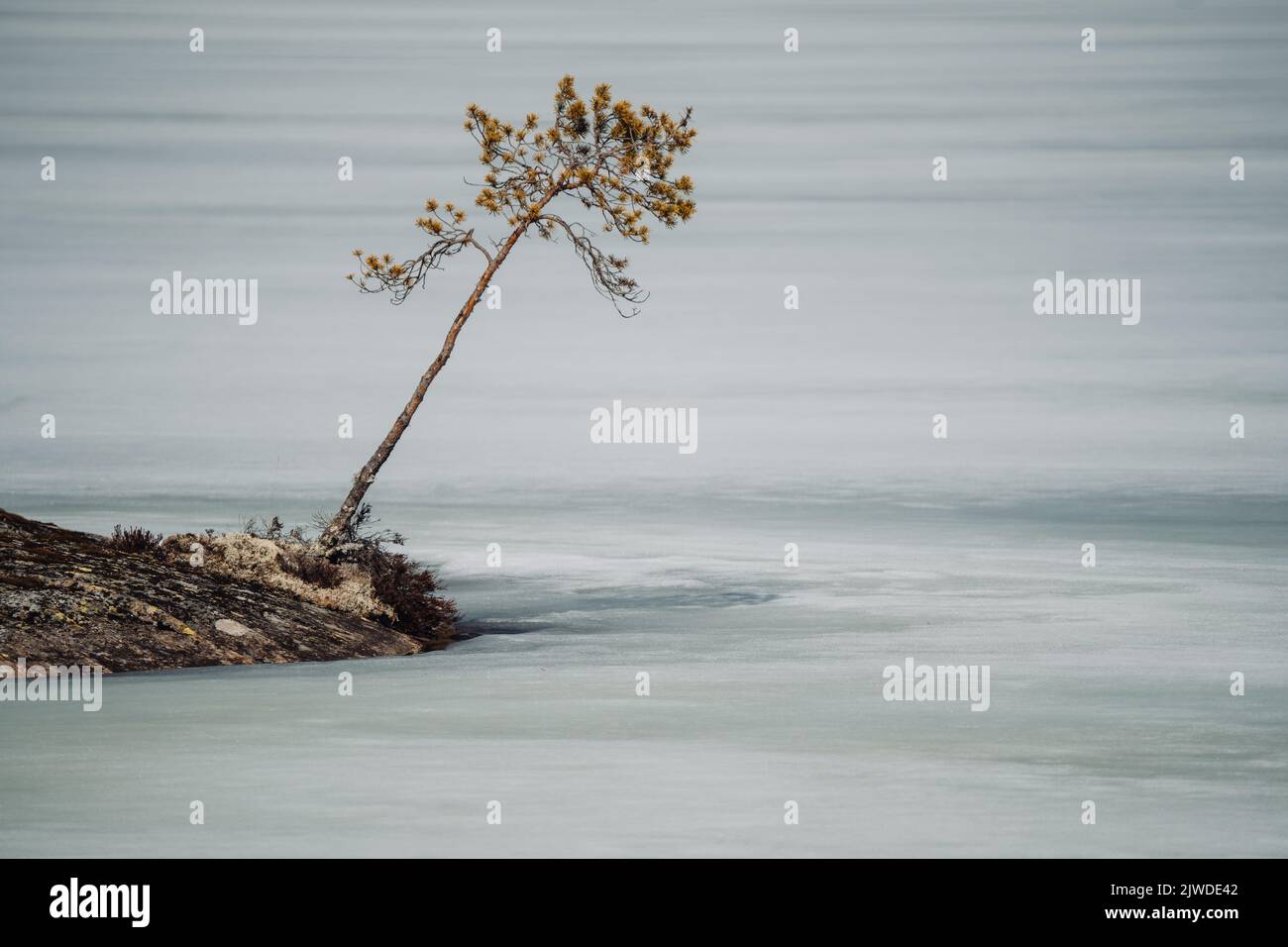 A lonely tree on the shore of a lake Stock Photo - Alamy