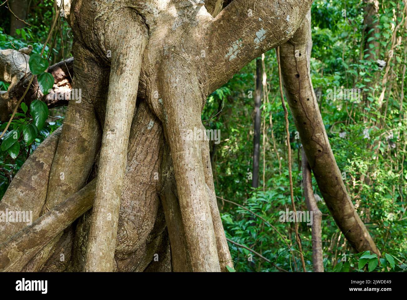 A close-up shot of tangled tree trunks Stock Photo - Alamy