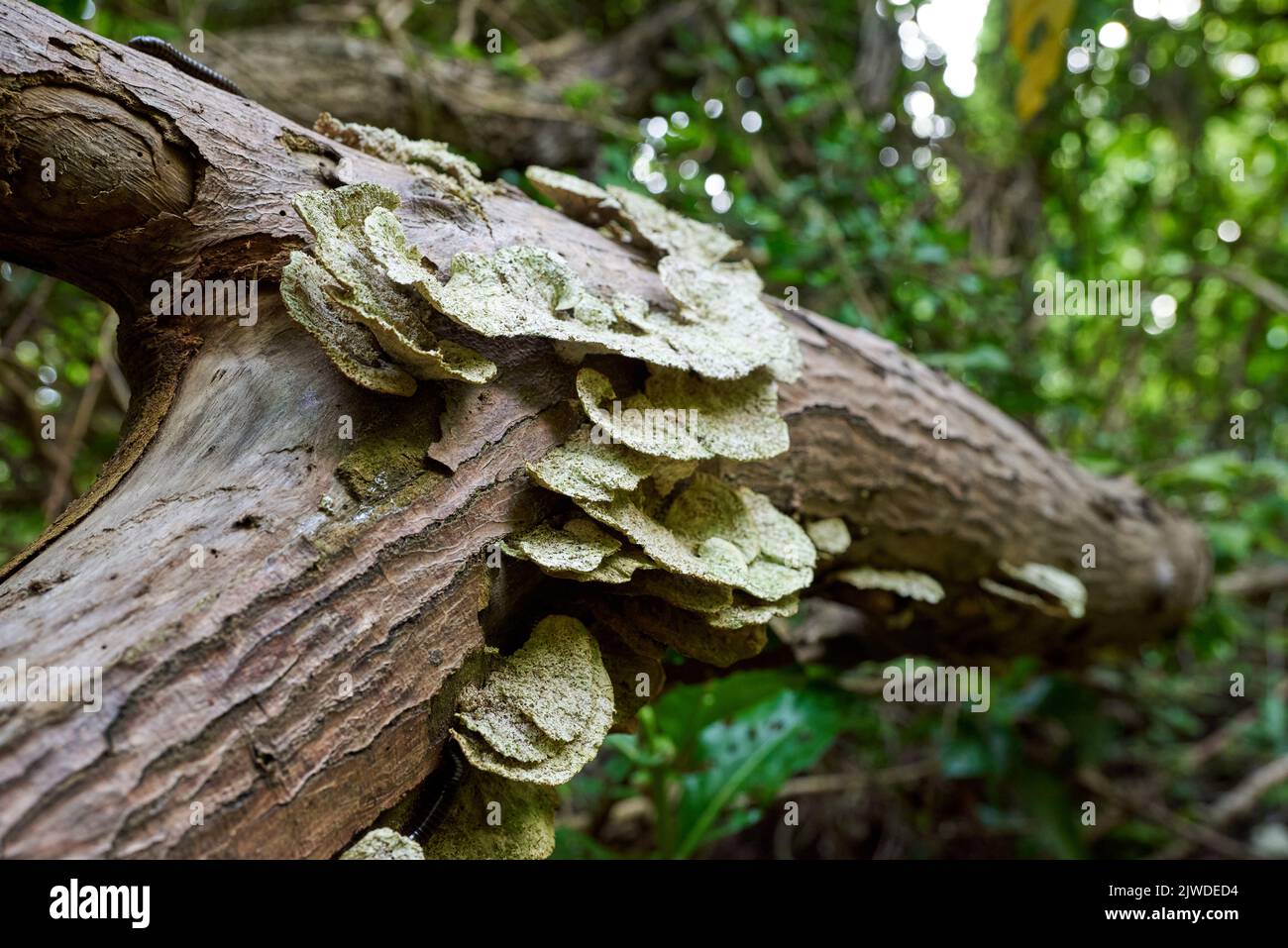 A close-up shot of Polypore mushrooms on a tree Stock Photo - Alamy