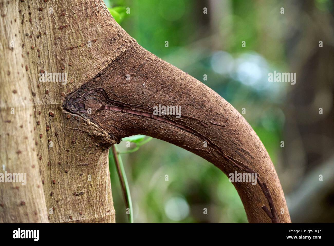 A close-up shot of a thick tree branch with a blurry background Stock ...
