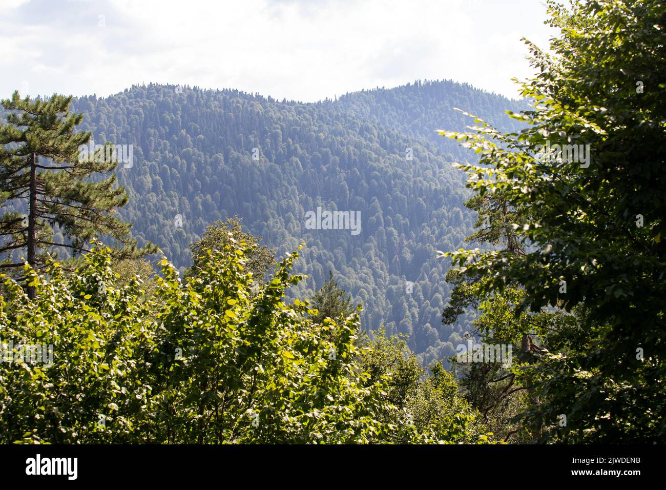 Forest image. Forest with different trees. Anatolian forests Stock ...