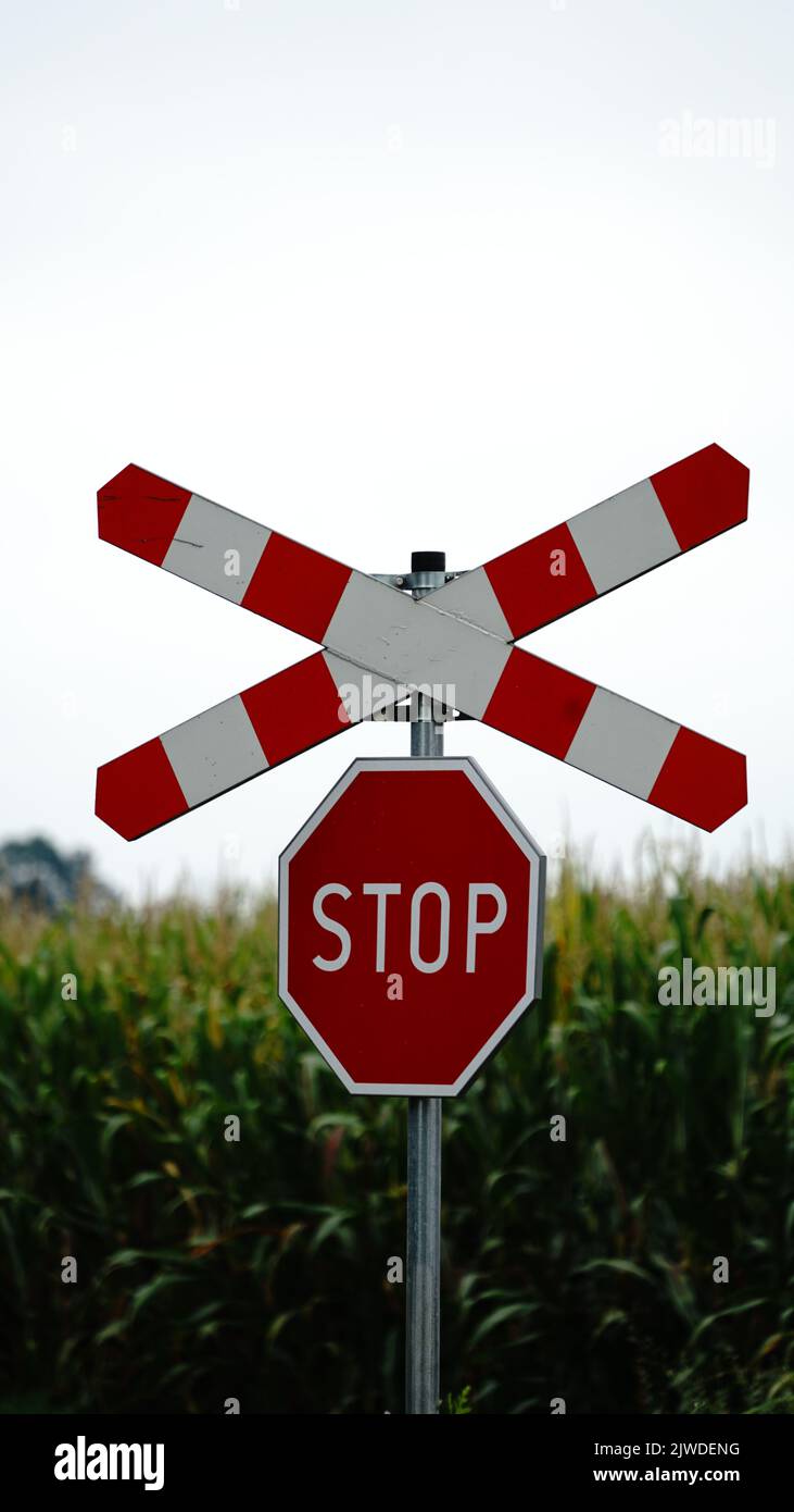 Stop sign in the background of corn Stock Photo - Alamy