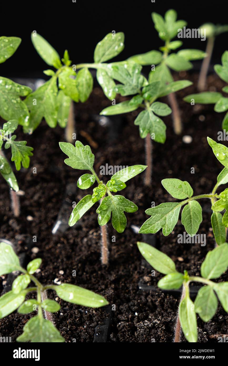Growing tomatoes from seeds, step by step. Step 7 - the sprouts have ...
