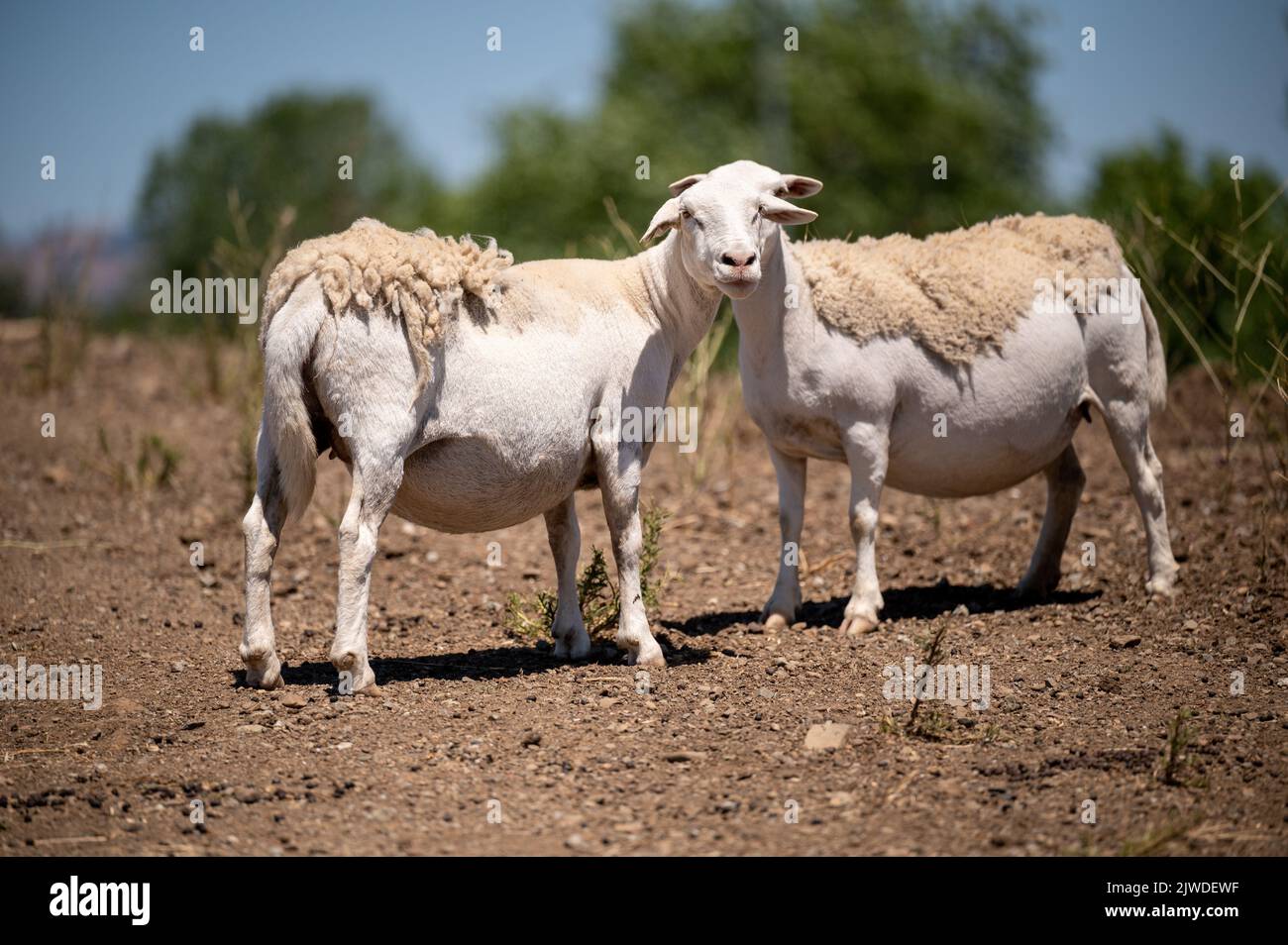 A close-up shot of Dorper sheep on a dirty ground Stock Photo - Alamy