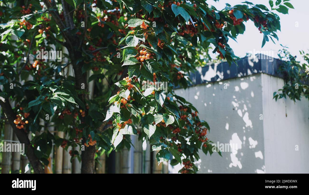 A scenic view of Japanese loquat growing on a green tree in a garden ...