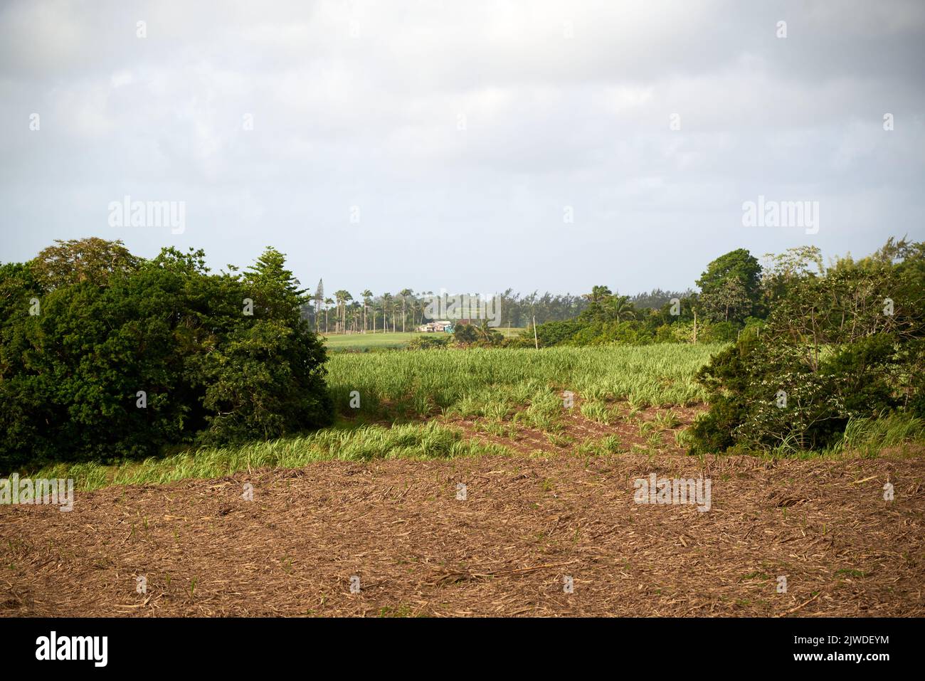 Surrounded by bushes hi-res stock photography and images - Alamy