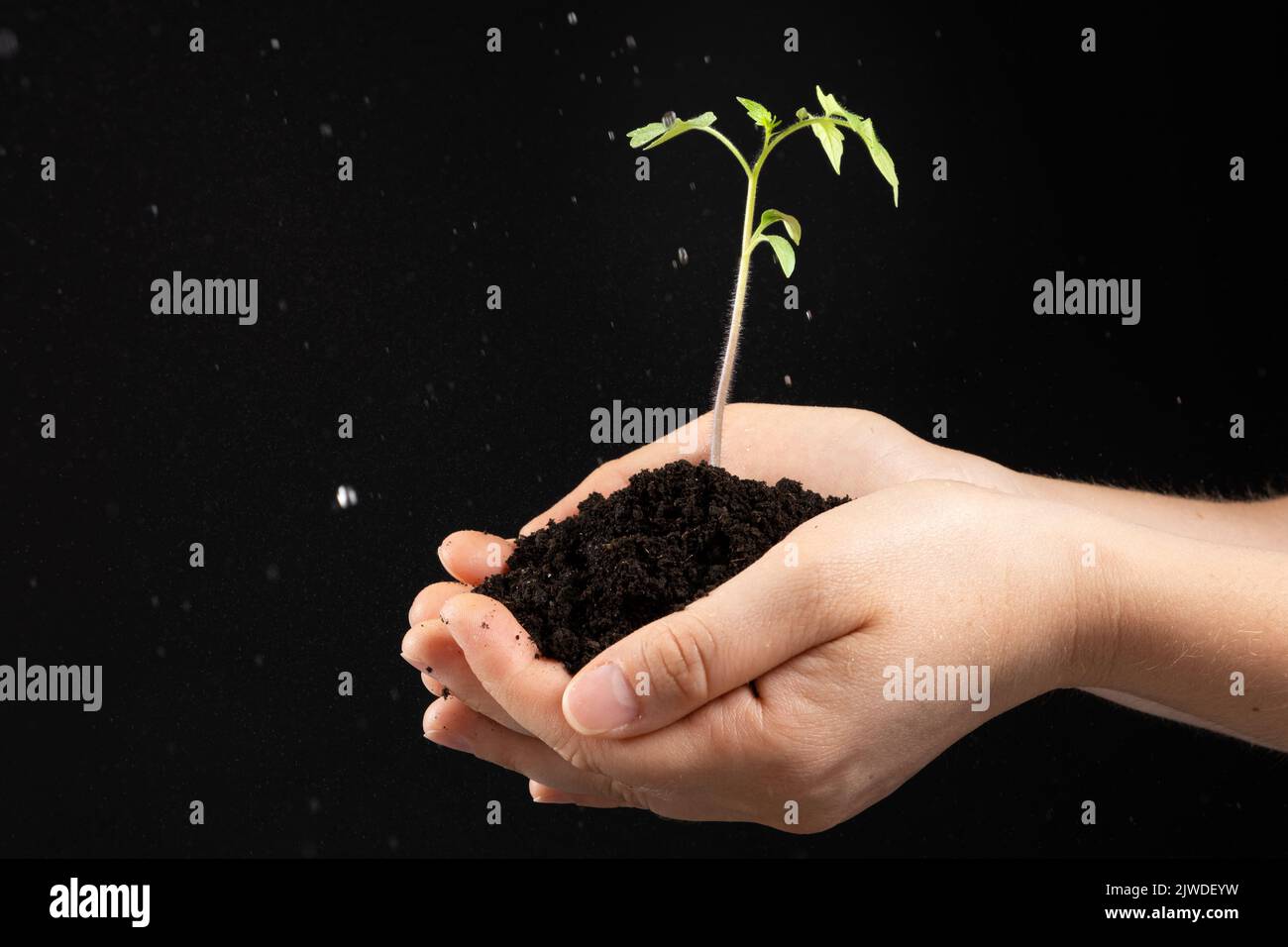 Growing tomatoes from seeds, step by step. Step 9 - planting seedlings ...