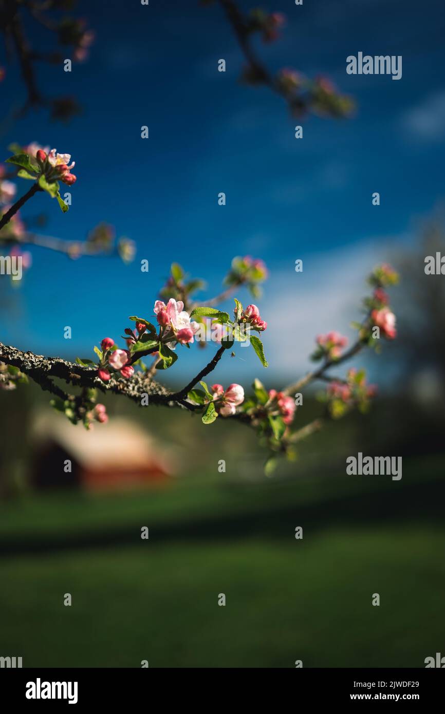 A vertical closeup of cherry blossom flowers Stock Photo - Alamy