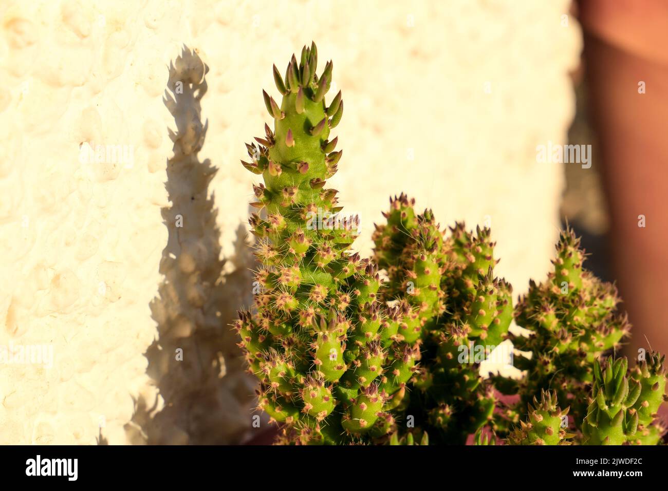Potted and colorful Austrocylindropuntia Subulata plant in the garden ...