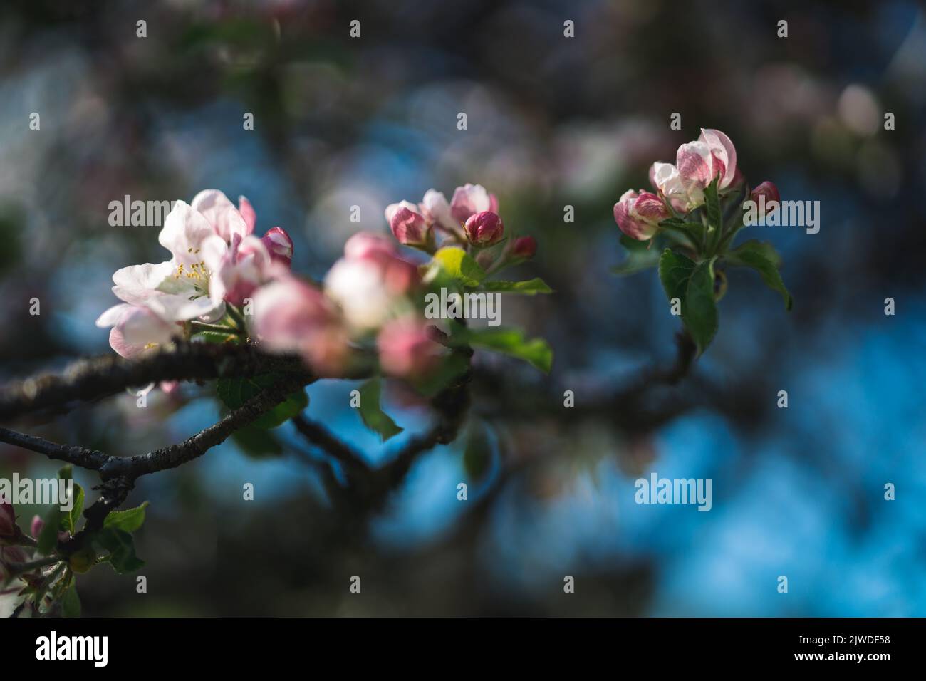 A closeup of cherry blossom flowers Stock Photo - Alamy