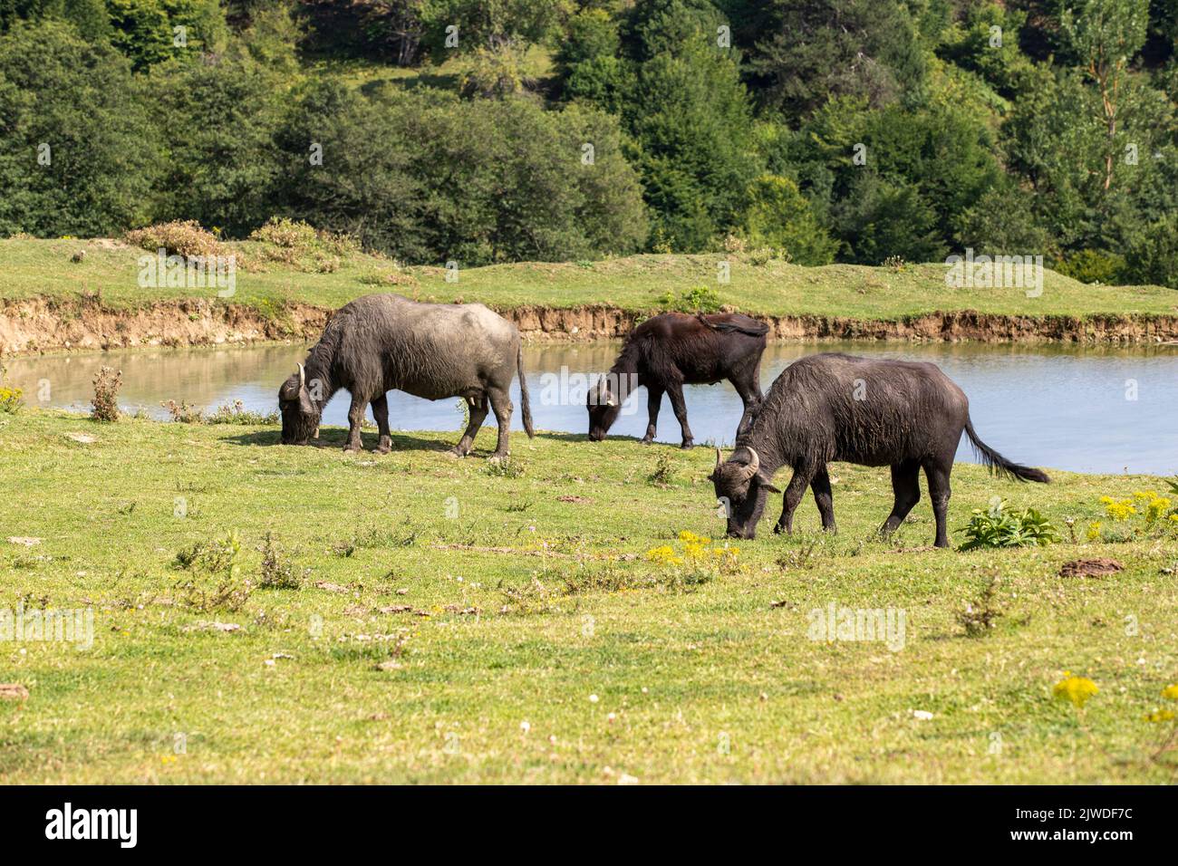 Water buffalo grazing in the meadow. Buffalo grazing by the small lake ...