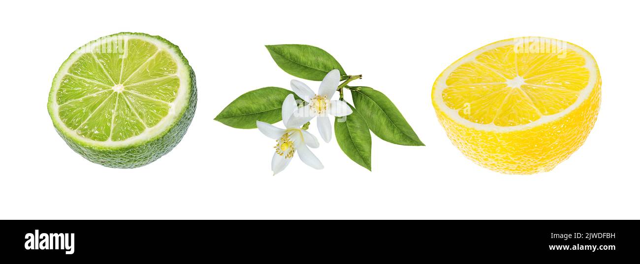 Fresh green lime and lemon iisolated on white background. Citrus and ...