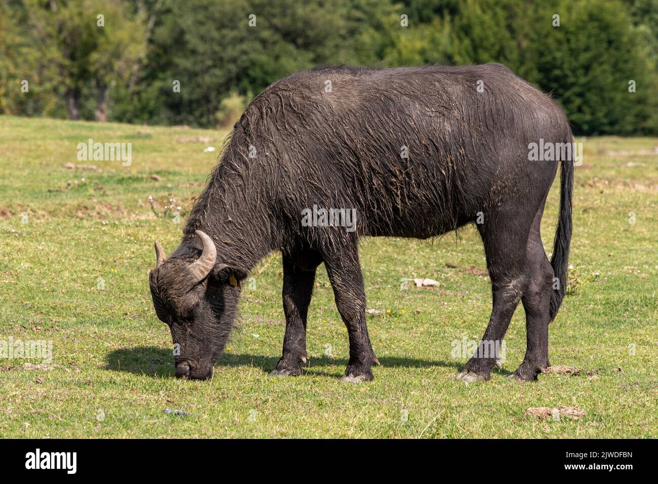 Water buffalo grazing in the meadow. Buffalo grazing by the small lake ...