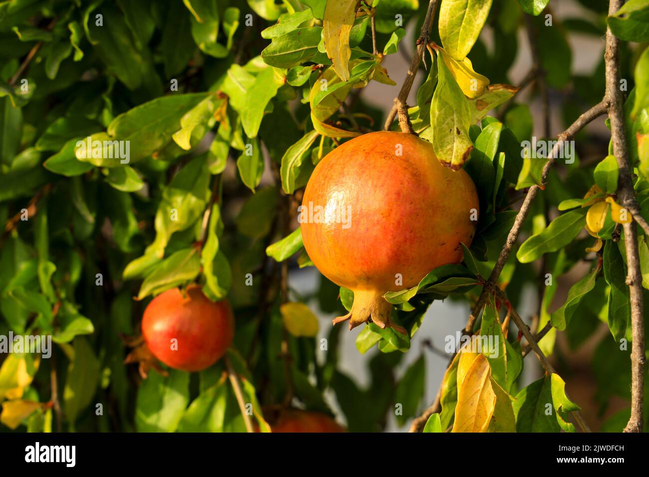 Colorful pomegranates hanging from Punica Granatum tree in the garden ...
