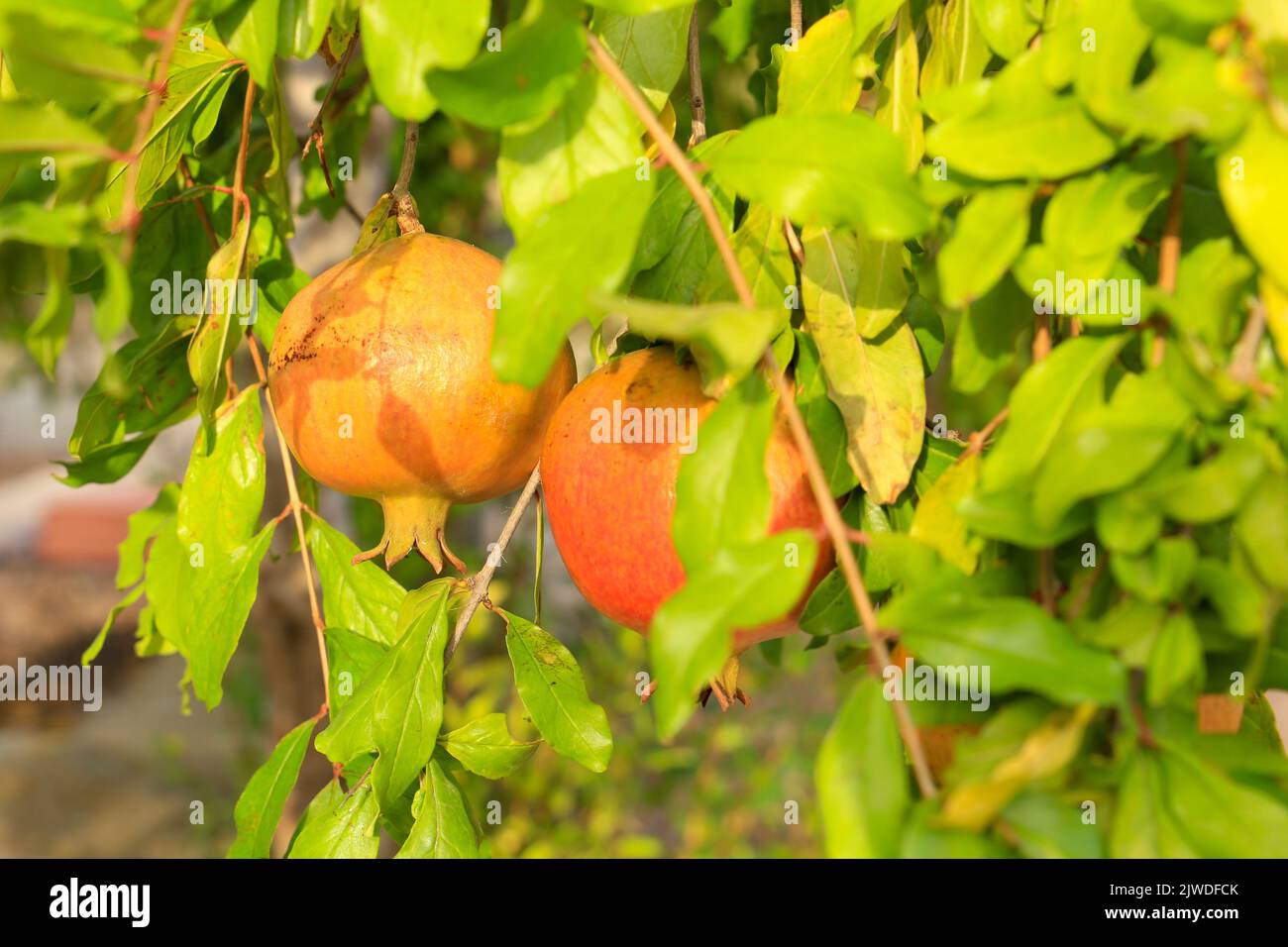 Colorful pomegranates hanging from Punica Granatum tree in the garden ...
