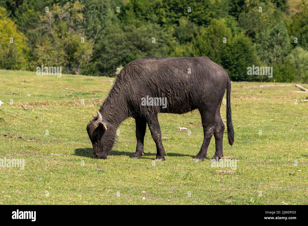 Water buffalo grazing in the meadow. Buffalo grazing by the small lake ...
