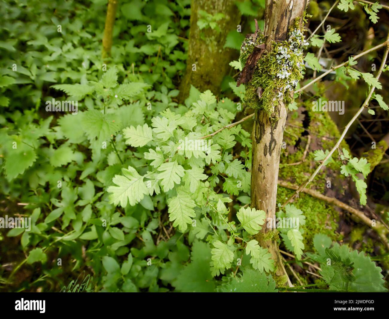 Natures chaos. Natural woodland patterns and textures formed by ...