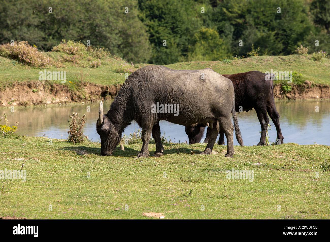 Water buffalo grazing in the meadow. Buffalo grazing by the small lake ...