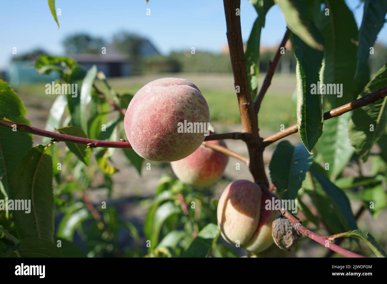 Peach growing on tree hi-res stock photography and images - Alamy