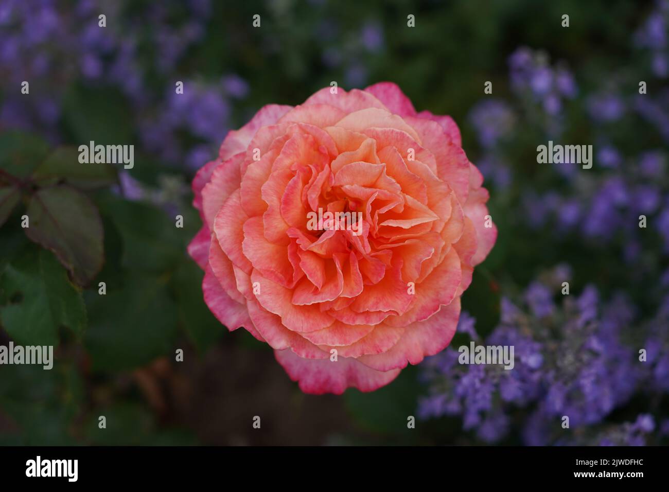 Rose gentle hermione hi-res stock photography and images - Alamy