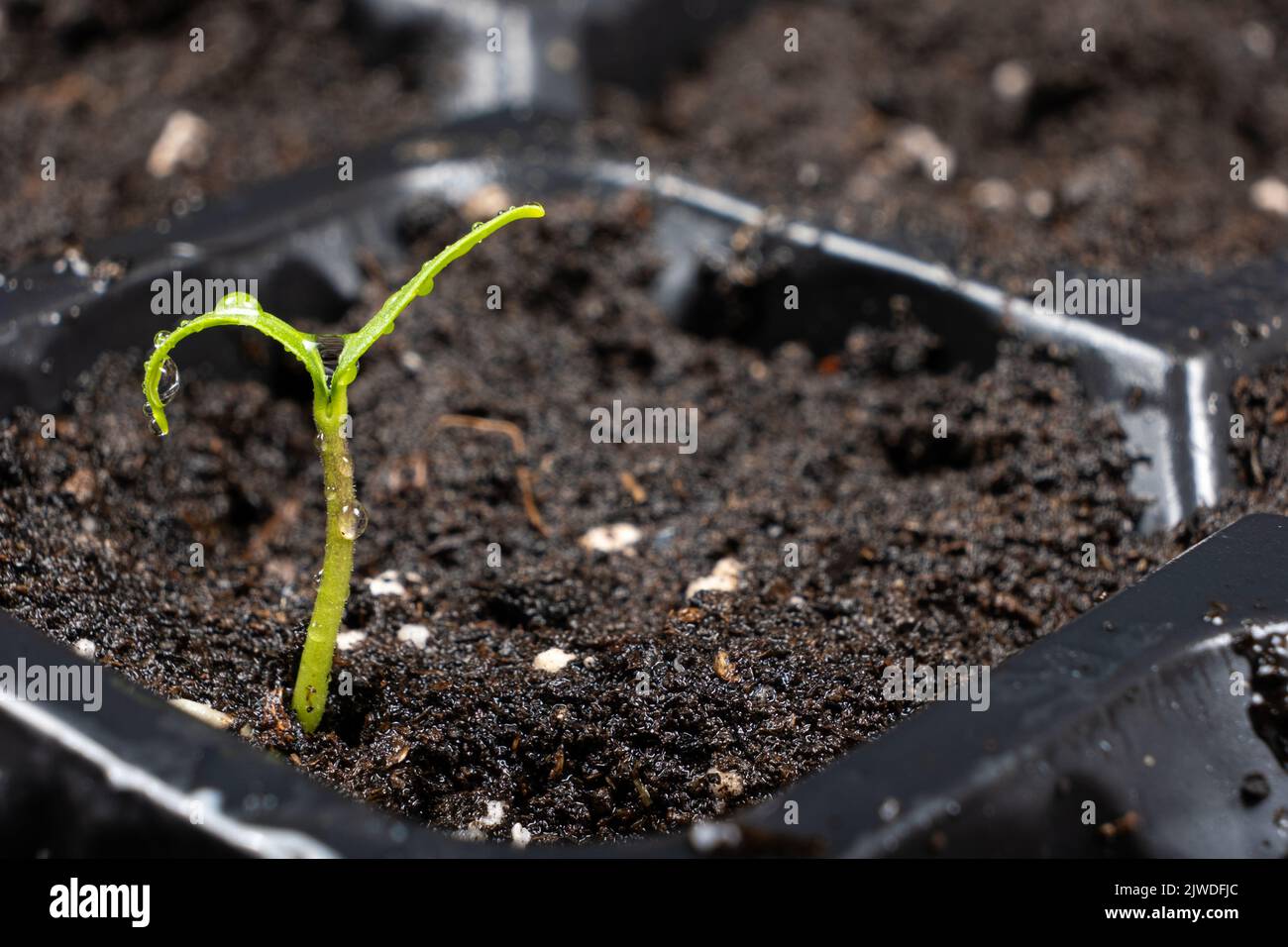 Growing peppers from seeds. Step 4 - First Sprout Stock Photo - Alamy