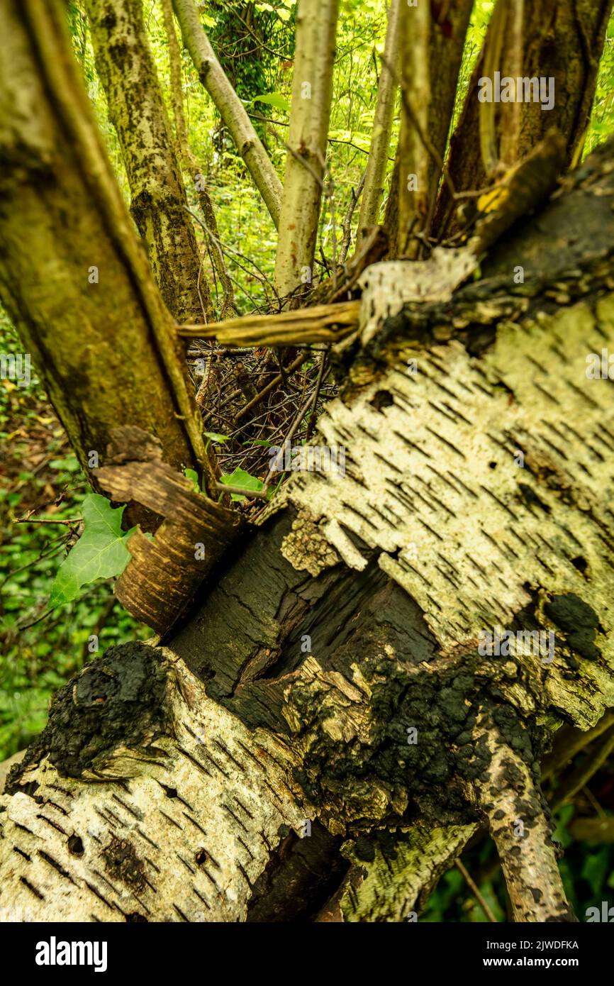 Natures chaos. Natural woodland patterns and textures formed by juxtaposition of growing and ...