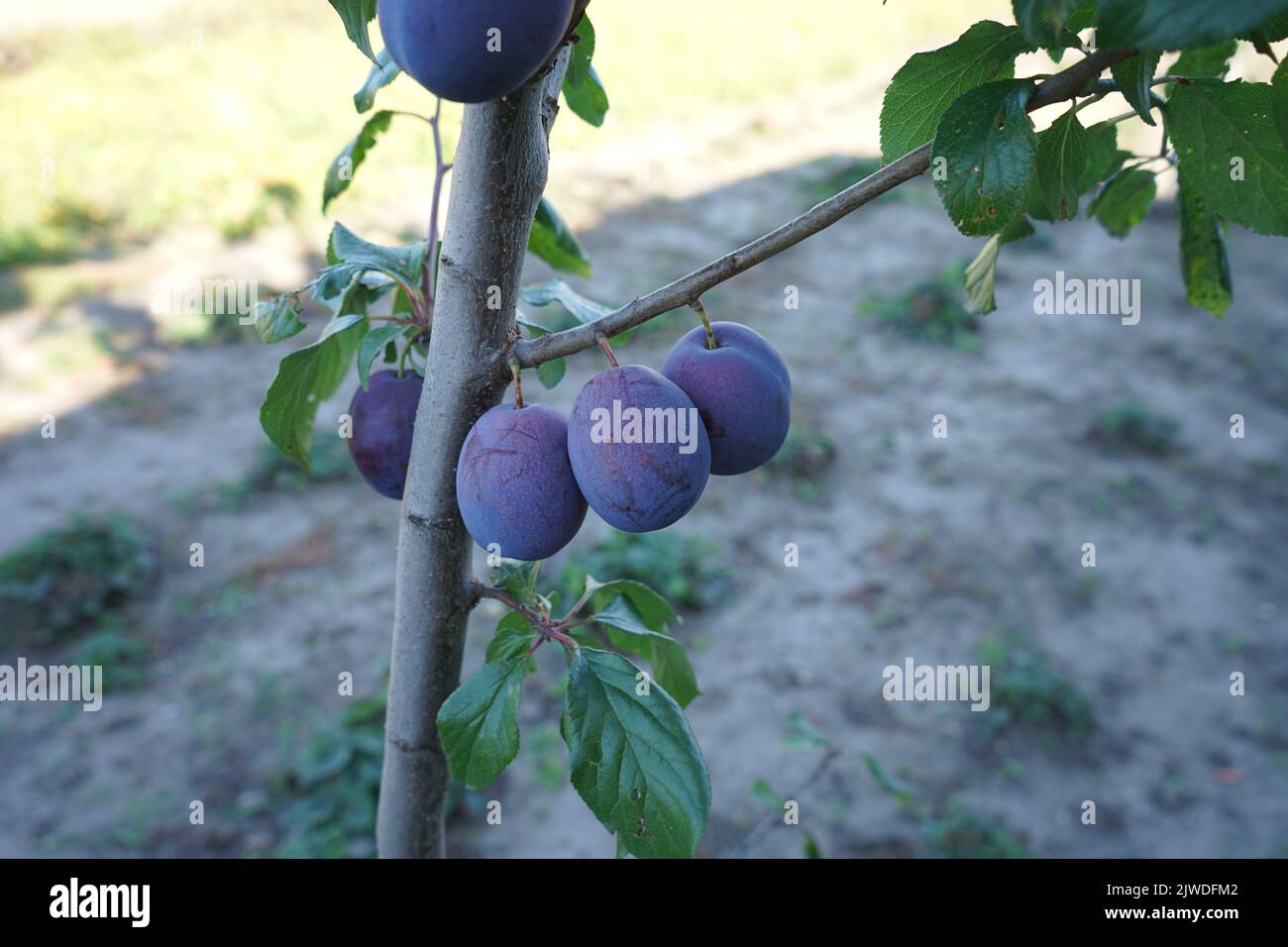 Damson tree garden hi-res stock photography and images - Alamy