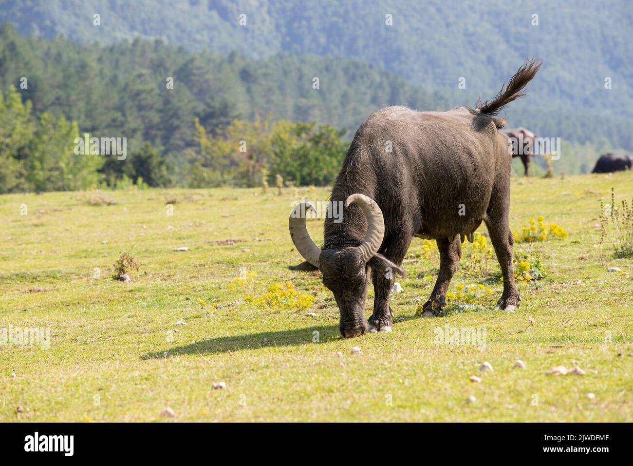 Water buffalo grazing in the meadow. Buffalo grazing by the small lake ...