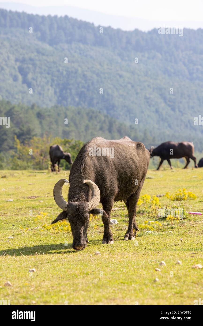 Water buffalo grazing in the meadow. Buffalo grazing by the small lake ...