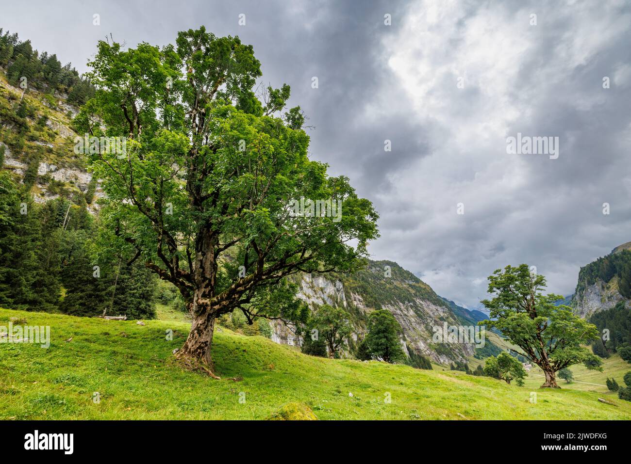 giant sycamore maple trees in Gental, Bernese Highlands Stock Photo - Alamy