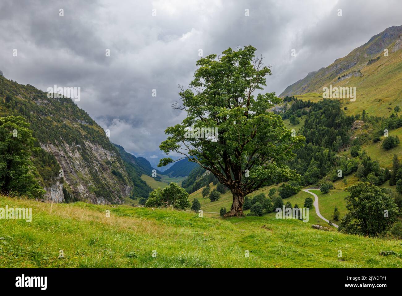 giant sycamore maple trees in Gental, Bernese Highlands Stock Photo - Alamy