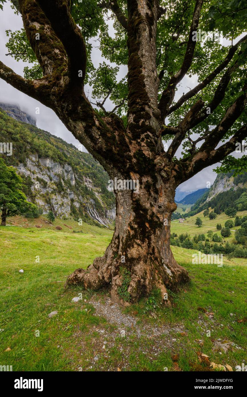 tree trunk of a giant sycamore in Gental Stock Photo - Alamy