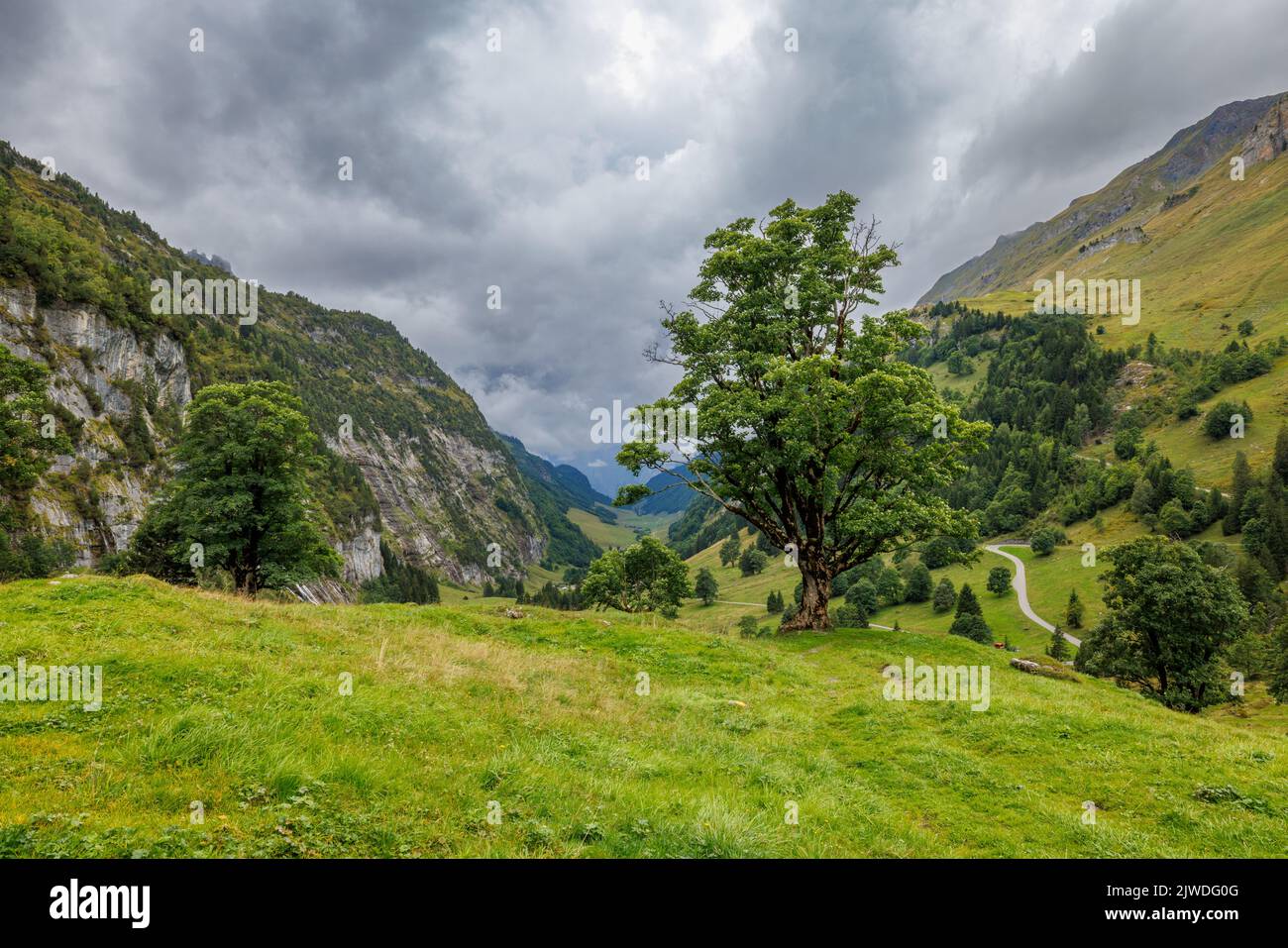 giant sycamore maple trees in Gental, Bernese Highlands Stock Photo - Alamy