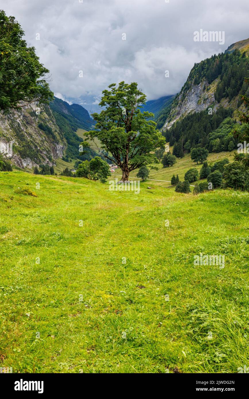 giant sycamore maple tree in Gental, Bernese Highlands Stock Photo - Alamy