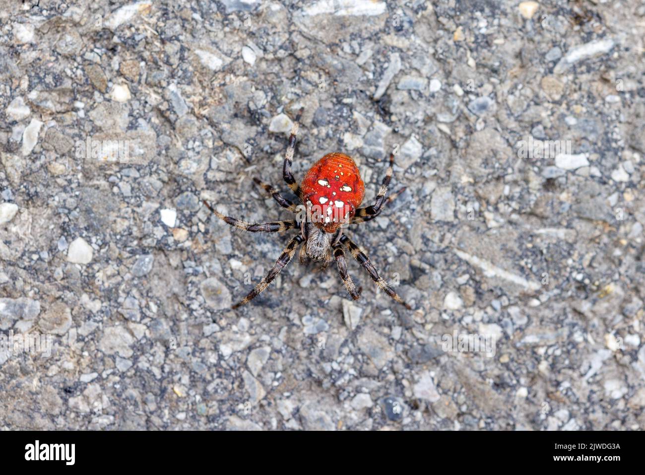 Spider on highway hi-res stock photography and images - Alamy
