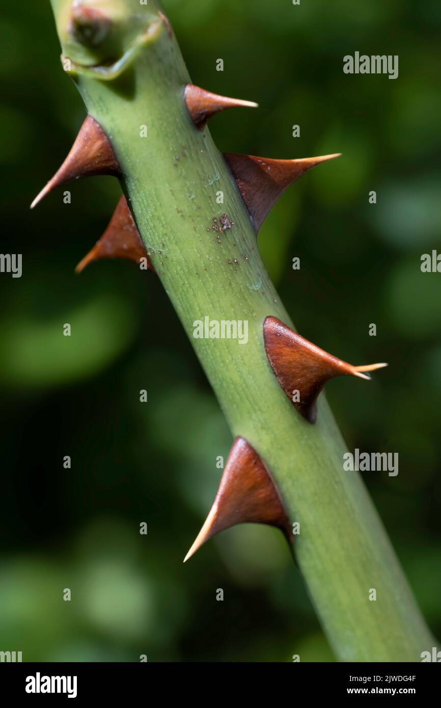 Part of a green rose stem with many brown thorns or sharp outgrowths ...