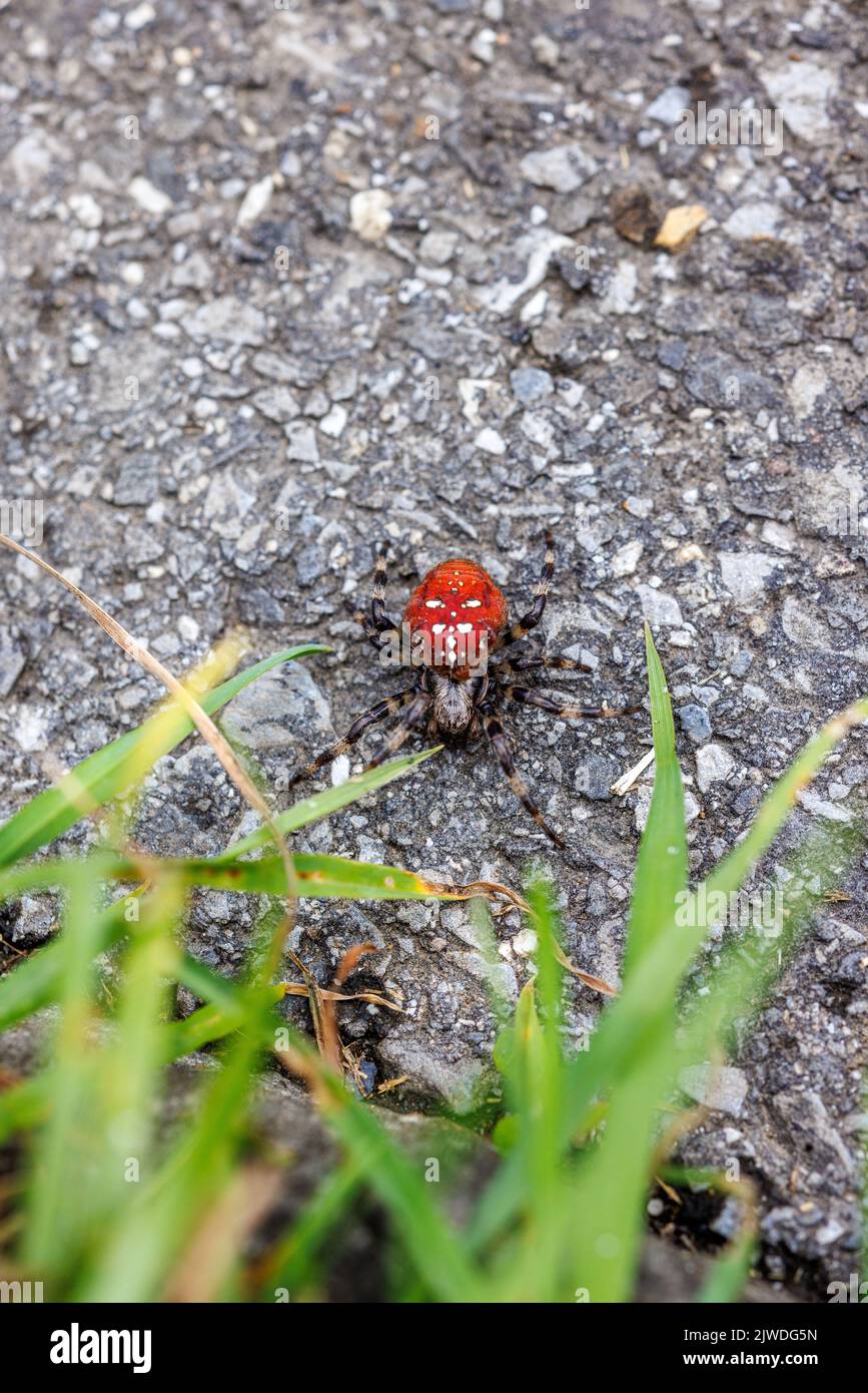 red alpine spider on road in Gental Stock Photo - Alamy