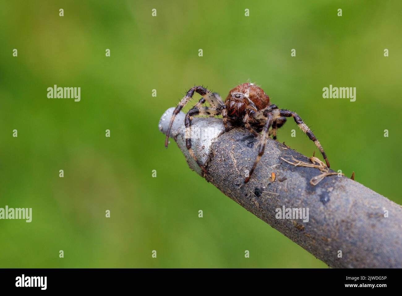 red alpine spider on stick in Gental Stock Photo - Alamy