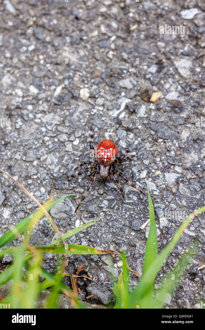 Natur makro hi-res stock photography and images - Alamy