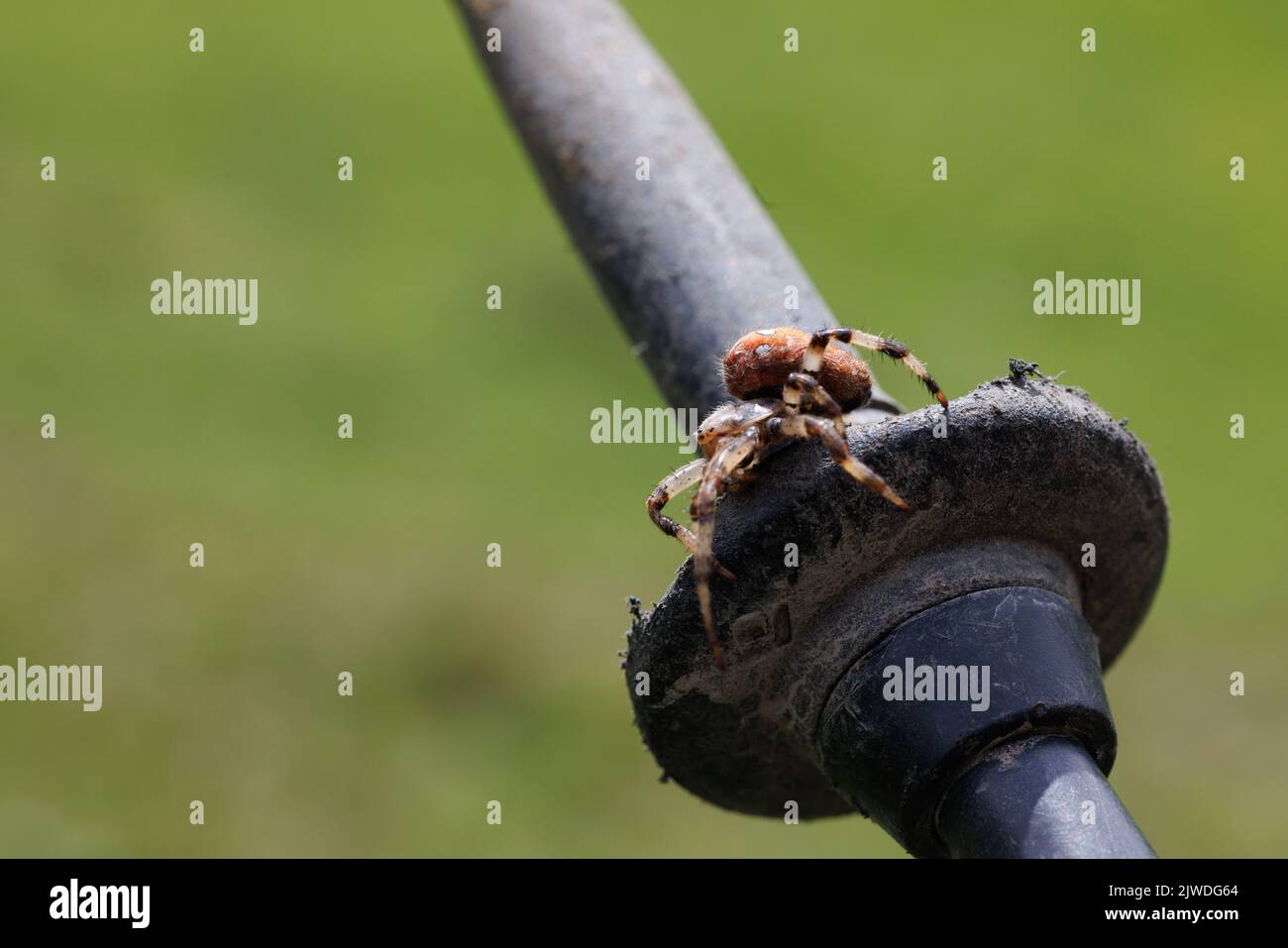red alpine spider on stick in Gental Stock Photo - Alamy