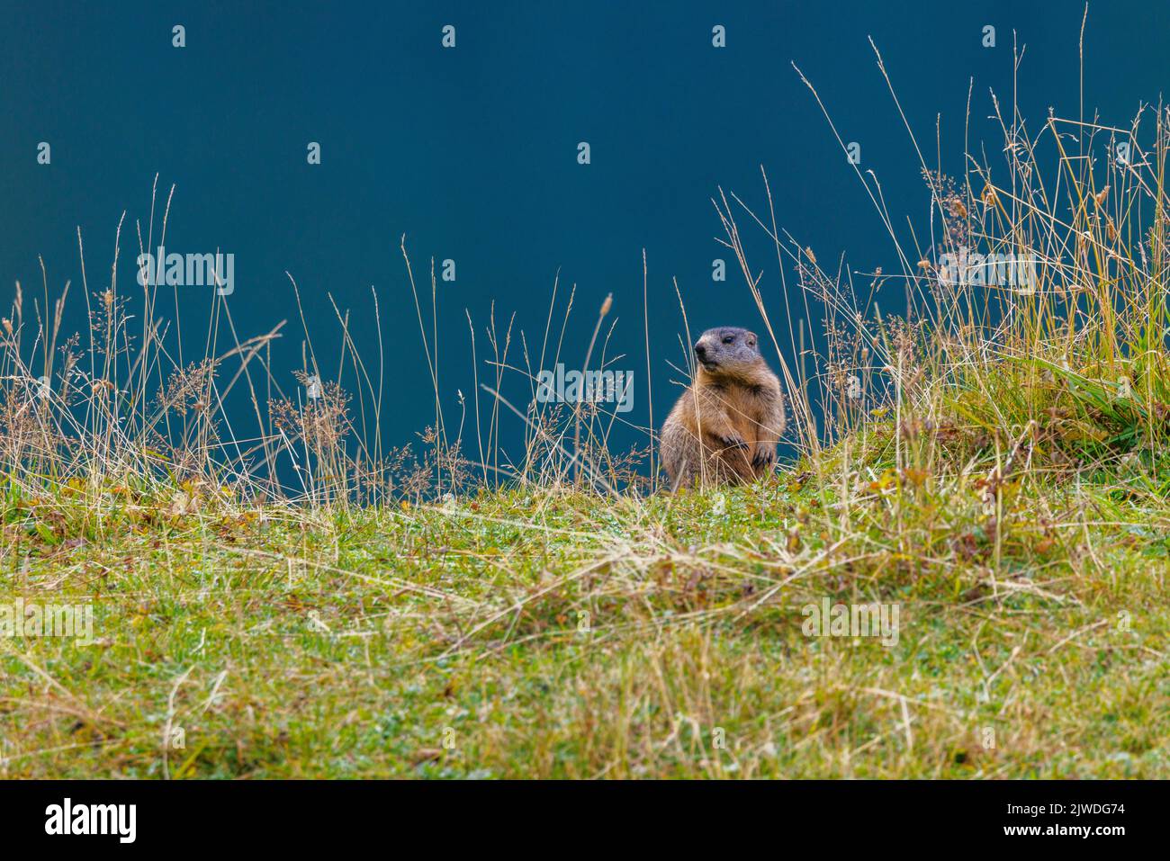 young marmot (marmota marmota) at Engstlensee in the Bernese Highlands ...