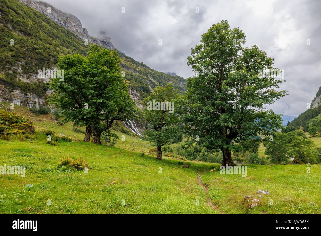 giant sycamore maple trees in Gental, Bernese Highlands Stock Photo - Alamy