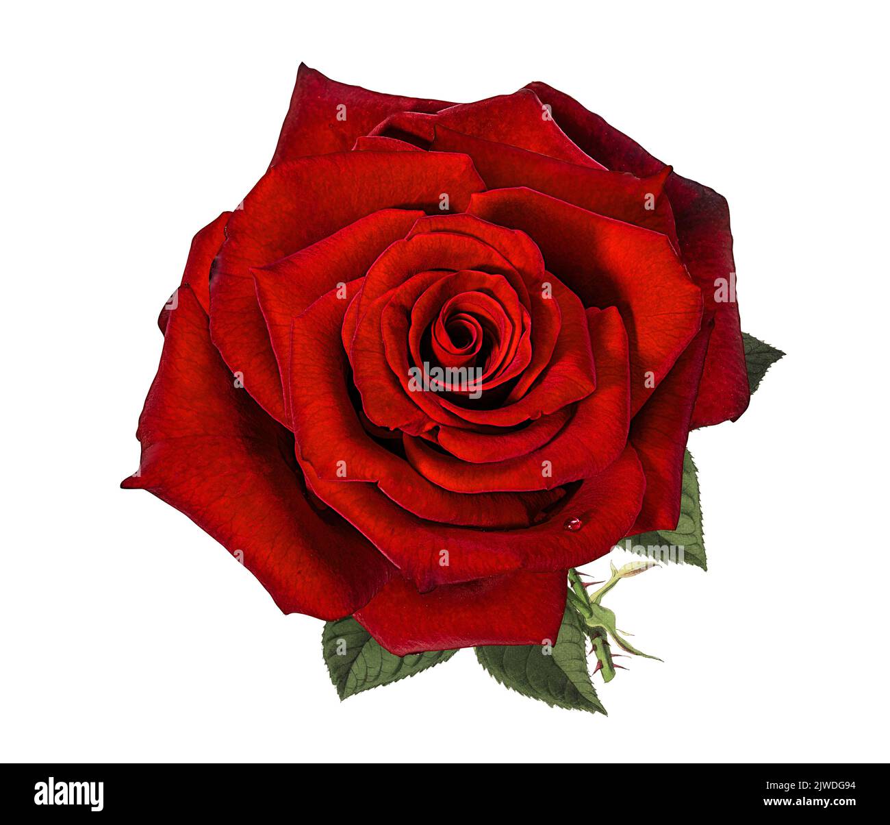 Roses isolated on white background Stock Photo - Alamy