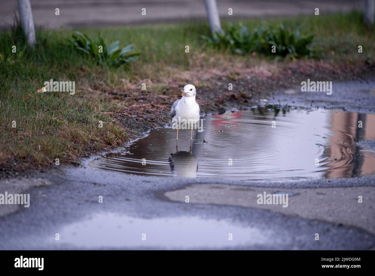 A seagull standing on the water puddle in the street Stock Photo - Alamy